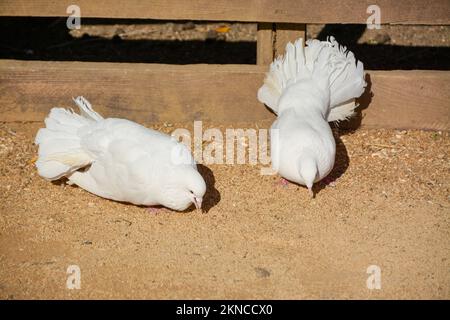 A closeup of Indian Fantails eating grain from the ground under the ...