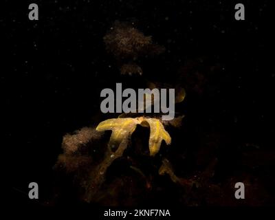 Bladder wrack sea weed, also known as black tang, rockweed, bladder ...