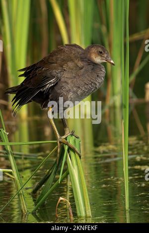 Moorhen Standing on the Grass Stock Photo - Alamy