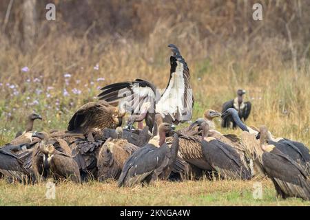 Himalayan vulture, Gyps himalayensis feeding on Sambar, Panna Tiger ...
