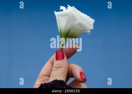 Goiânia, Goias, Brazil – November 27, 2022: A female hand, with red ...
