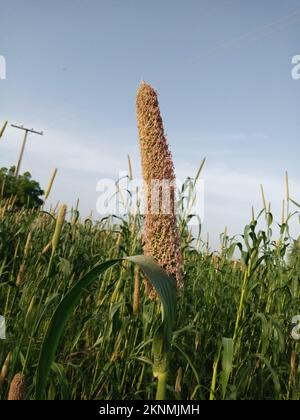 A vertical closeup of a pearl millet captured in a green field Stock ...