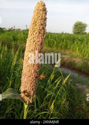 A vertical closeup of a pearl millet captured in a green field Stock ...