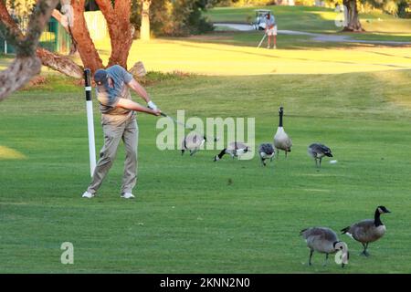 Orange Tree Golf Course, Scottsdale Stock Photo - Alamy