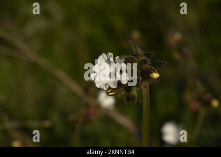 Mesmerizing flowers during summertime. Wildflowers are spotted during ...