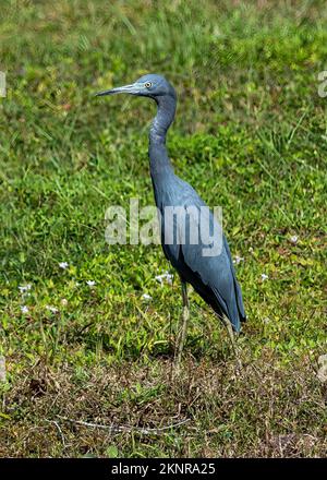 Tri-colored Heron wading in a swamp looking for prey Stock Photo - Alamy