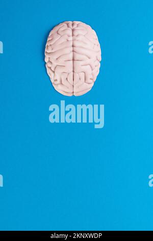 Overhead of white brain on blue background with copy space Stock Photo ...