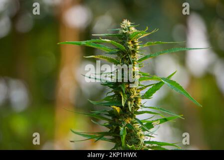 Marijuana bud with flowering head and seeds in an outdoor location ...