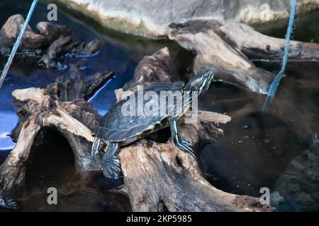 Red eared turtles on gray stone close up Stock Photo - Alamy