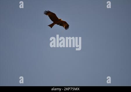 Milan bird black kite in blue Sky Namibia Africa Stock Photo - Alamy