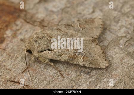 Natural closeup on the Rustic Shoulder-knot owlet moth, Apamea sordens ...