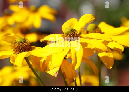 Flowering Yellow Coneflower, Side View, Flowers, Germany Stock Photo ...