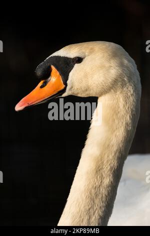 Mute Swan (Cygnus olor), Rosensteinpark, Stuttgart, Baden-Württemberg ...