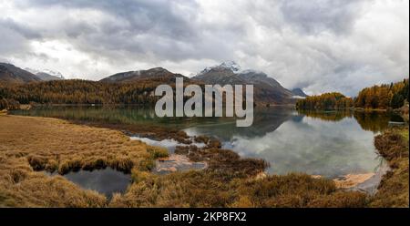 Lake Sils with colourful larches in autumn, Sils im Engadin, Engadin ...
