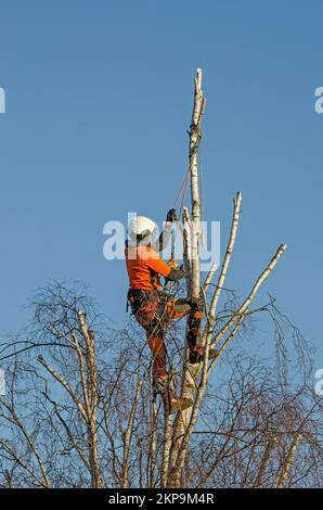 Tree surgeon pruning silver birch Stock Photo - Alamy