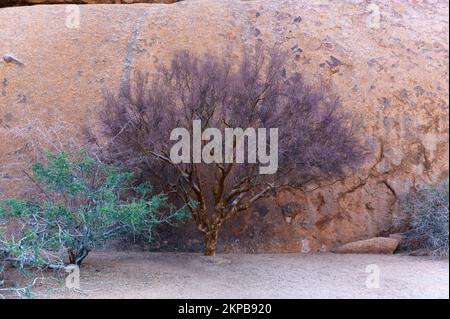 Bush growin against a red orange rock in the Namibian desert around ...