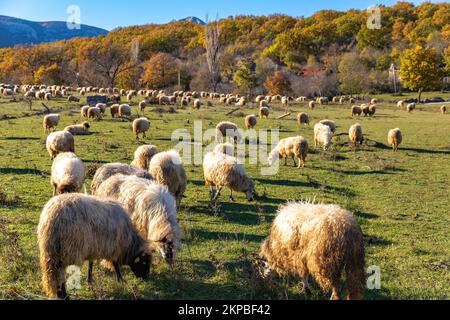 Sheep graze in the pasture. Sheep nibbling grass.Flock of sheep on the ...