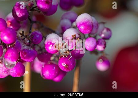 Snow and ice covered purple beautyberry in the garden Stock Photo - Alamy