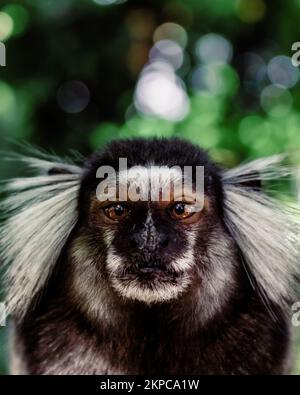 MICO IN BRASIL Stock Photo - Alamy