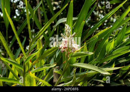 Cardamom ( Elettaria cardamomum L.) popularly, known as Queen of Spices ...