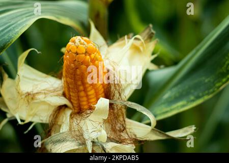 Maize is an economically important plant. Maize is a heavy feeder of ...