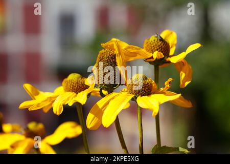 Flowering Yellow Coneflower, Side View, Flowers, Germany Stock Photo ...