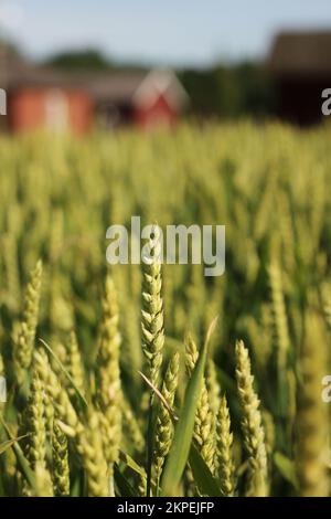 Typical common farm fields full of wheat growing in the morning sun ...