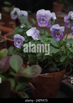 TERRACOTTA GARDEN POT OF PURPLE PANSIES (VIOLAS) ON TOP OF LARGE PLINTH ...