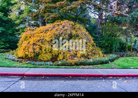 A brilliant Japanese Maple at Seward Park in Seattle, Washington Stock ...