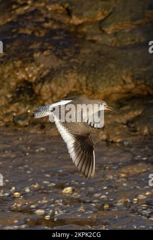 Redshank (Tringa totanus) flying Norfolk GB UK October 2022 Stock Photo ...