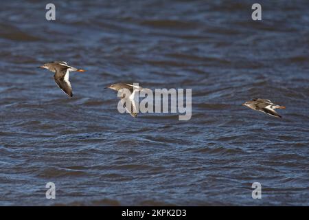Redshank (Tringa totanus) flock flying Norfolk GB UK October 2022 Stock ...