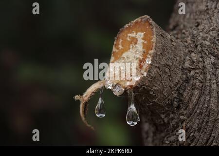 Tree sap coming out of cut branches of a pine tree. Concept of ...