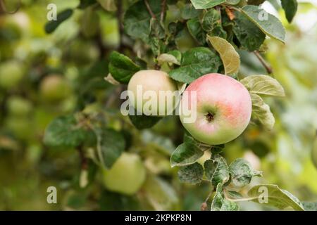 Ripe, juicy apples have grown and matured in the garden on the branches ...