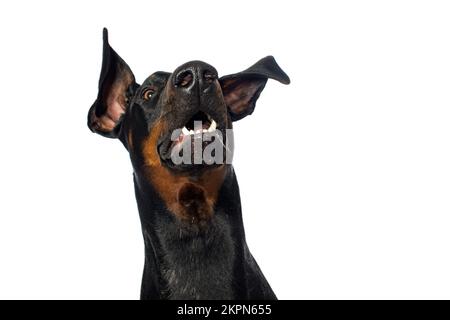Doberman dog on white background Stock Photo - Alamy
