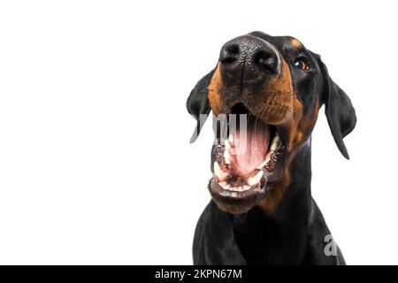 Doberman dog on white background Stock Photo - Alamy