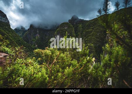 Description: Mystical atmosphere on the adventurous cliff jungle trail ...