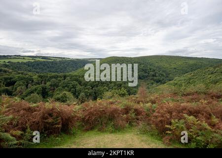 Landscape photo of Horner woods in Exmoor National Park Stock Photo - Alamy