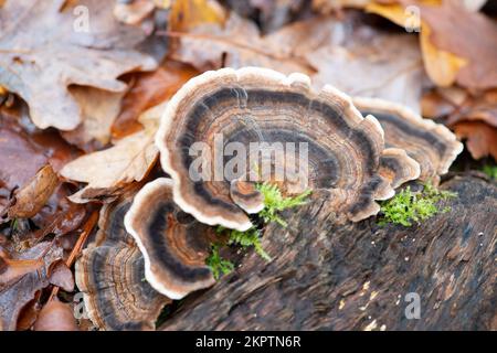 Tree fungi, velvety surface of the many-colored polypore (Trametes ...