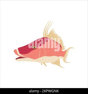 Spanish Hogfish Vector Illustration Stock Vector Image & Art - Alamy