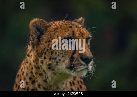 Cheetah animal in color autumn cloudy dark day with dark background ...