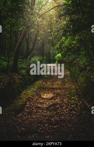 Description: Idyllic view on jungle footpath next to water channel ...
