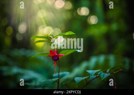 Description: Beautiful flowers in forest with warm light atmosphere in ...