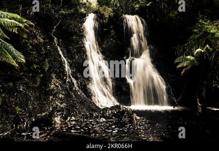 Rainforest gully area at the Australian National Botanic Gardens ...