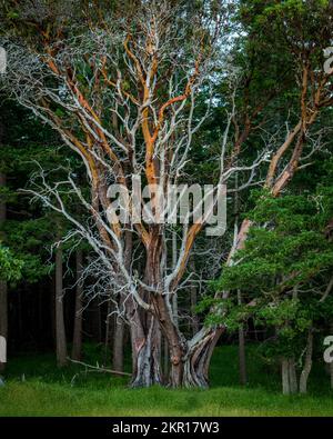 Helliwell Provincial Park, Hornby Island, Vancouver Island, BC, Canada ...