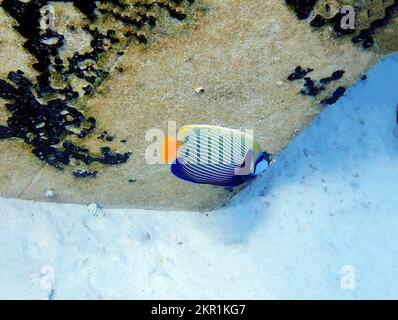 Underwater scene into the Red sea with Emperor Angelfish - Pomacanthus ...