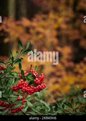 Pyracantha a genus of large, thorny evergreen shrubs in the family ...