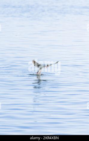 seagull flitting above water surface and diving for food Stock Photo ...