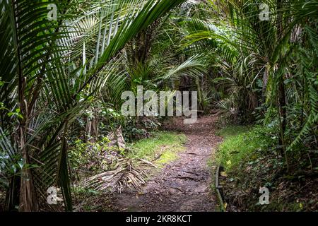 Path through Nikau palm trees in rainforest, Papaitonga Scenic Reserve ...