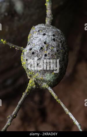 The gall of an oak wasp in the Callirhytis genus from California, USA ...