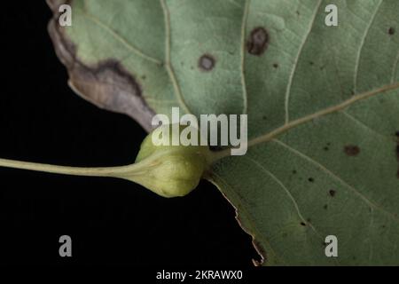 The gall formed by gall forming aphids in the Pemphigus genus on poplar ...